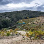 Wine safari - Practical Details and Value