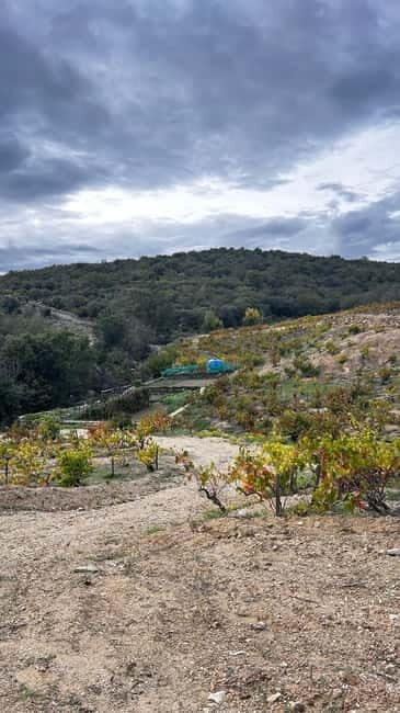 Wine safari - Practical Details and Value