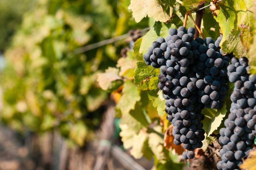 Wine Tasting and Typical Tastings in the Val di Noto - The Heart of the Experience: Vineyard and Winery Visits