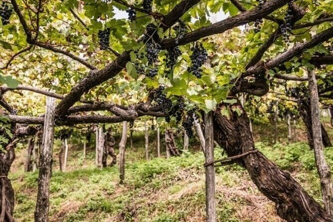 Wine tasting at the Apicella winery - Final Thoughts