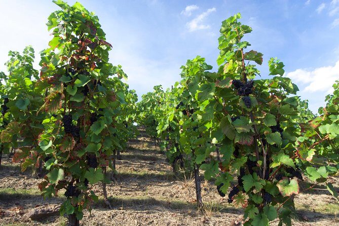 Wine Tasting Day Trip from Prague to Melnik - Exploring Mlník: The Castle and Its Medieval Wine Cellar