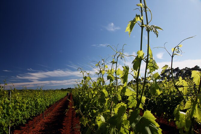 Wine Tasting Experience at the organic winery in ian - Key Points