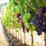 Wine Tasting Experience In The Vesuvius Wineries - Who Will Love This Tour?