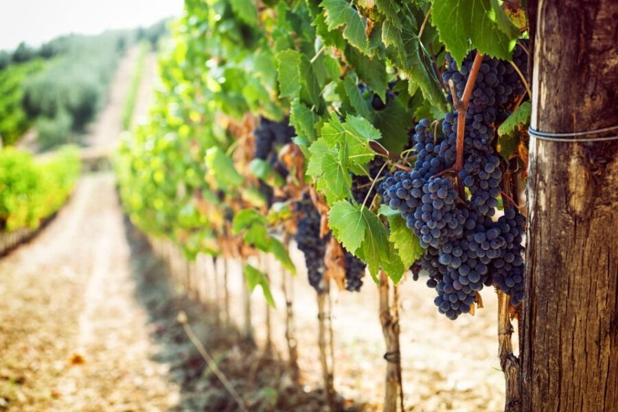 Wine Tasting Experience In The Vesuvius Wineries - Who Will Love This Tour?