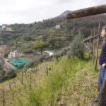 Wine tasting in Cilento with professional sommelier. - A Closer Look at the Cilento Wine Tour