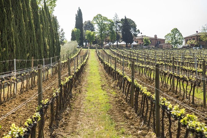 Wine tasting in Montepulciano and visit to Pienza, in Tuscany from Rome - A Taste of Tuscany: Wine, History, and Scenic Views from Rome