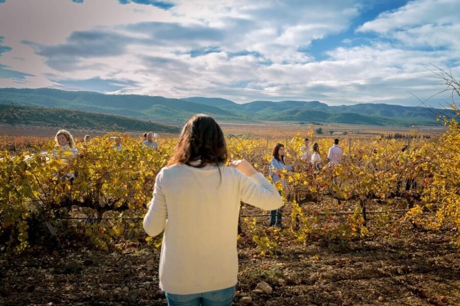 Wine tasting in the best winery in Spain from Alicante - Practical Details