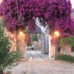 Wine Tasting in the historic baglio Florio Adamo - The Wine Selection: A Closer Look
