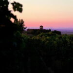 Wine Tasting & Medieval Town Visit at Castelli Romani - Who is This Tour Perfect For?