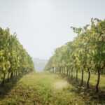 Wine tasting tour with olive oil and salami - The Heart of the Experience: A Well-Rounded Tasting