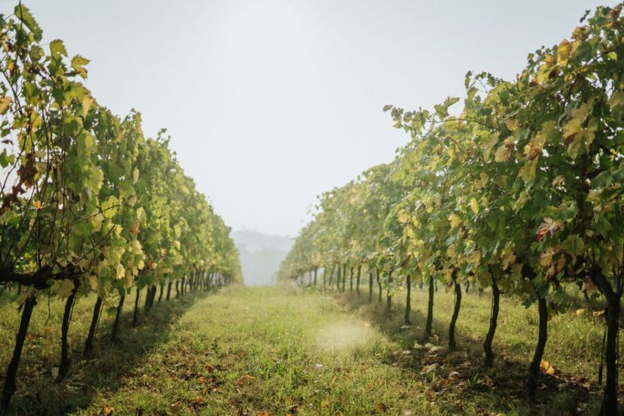 Wine tasting tour with olive oil and salami - The Heart of the Experience: A Well-Rounded Tasting