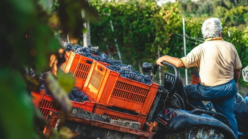Wine Tasting & Vineyards Escape near Tirana - Who Would Love This Tour?
