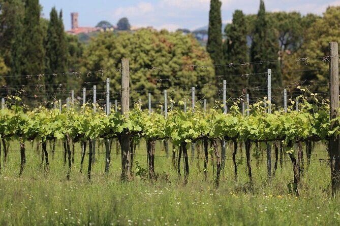 Wine tour and lunch in Lucca area - Who This Tour Is Best For