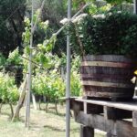 Wine Tour and Olive Tasting- Small Group Tour - The Not-So-Great Bits