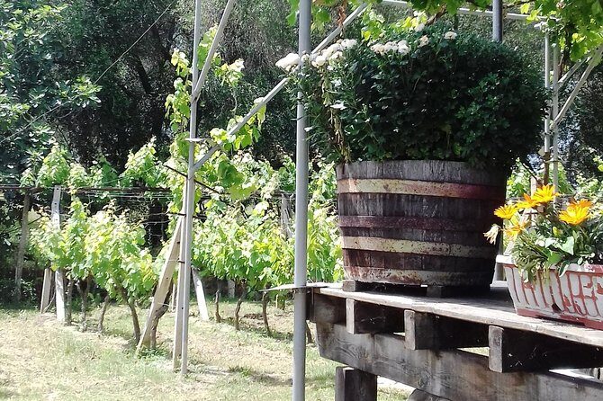 Wine Tour and Olive Tasting- Small Group Tour - The Not-So-Great Bits