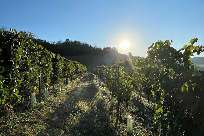 Wine Tour and tasting in the Monferrato - Premium - A Close Look at the Wine Tour and Tasting in the Monferrato – Premium