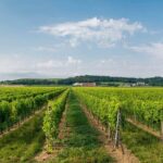 Wine Tour and Tasting on Garda Hills - The Sum Up: Why Choose the Garda Hills Wine Tour?