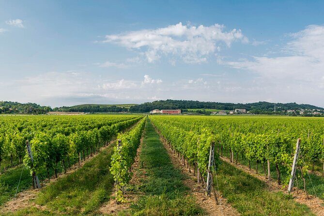 Wine Tour and Tasting on Garda Hills - The Sum Up: Why Choose the Garda Hills Wine Tour?