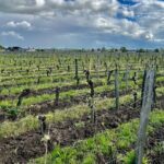 Wine Tour - Château Labrie Saint Emilion Grand Cru - Firsthand Impressions From Past Visitors