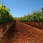 Wine Tour From lisbon with Tastings & Winemaker for a day - The Itinerary in Detail
