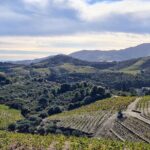 Wine Tour in Roussillon: Picnic & Tasting Day - Detailed Breakdown of the Itinerary