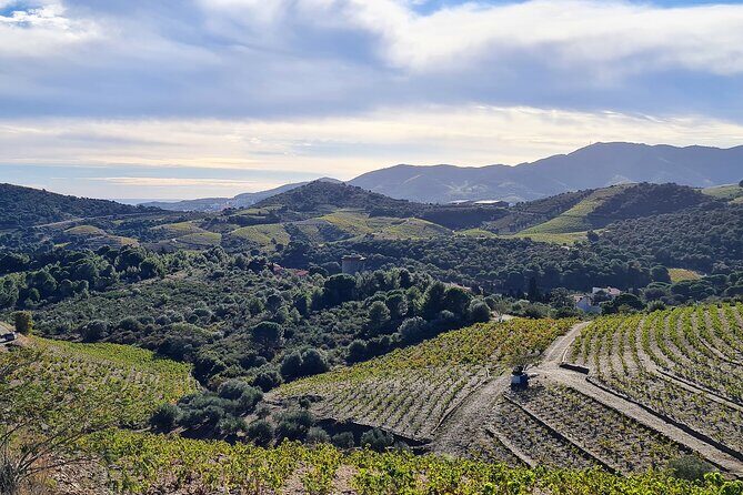 Wine Tour in Roussillon: Picnic & Tasting Day - Detailed Breakdown of the Itinerary