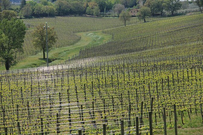 Wine tour in Umbria along the Sagrantino trail with light lunch - What We Appreciate About the Tour