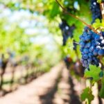 Wine Tour (lunch included) - The Sum Up: Why This Tour Scores Well