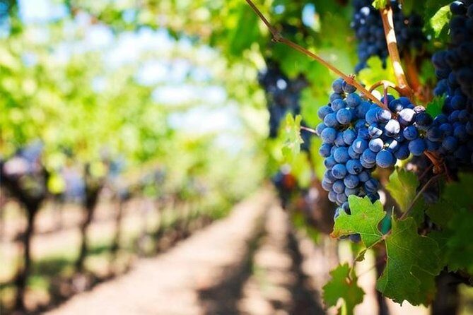 Wine Tour (lunch included) - The Sum Up: Why This Tour Scores Well