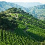 WINE TOUR PRIORAT: Visit 2 Top Wineries, Wine Tasting & Gourmet Lunch - Who Will Love This Tour?