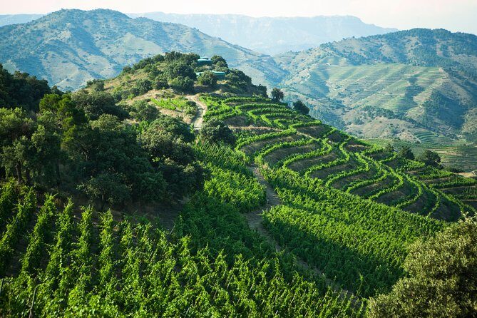 WINE TOUR PRIORAT: Visit 2 Top Wineries, Wine Tasting & Gourmet Lunch - Who Will Love This Tour?
