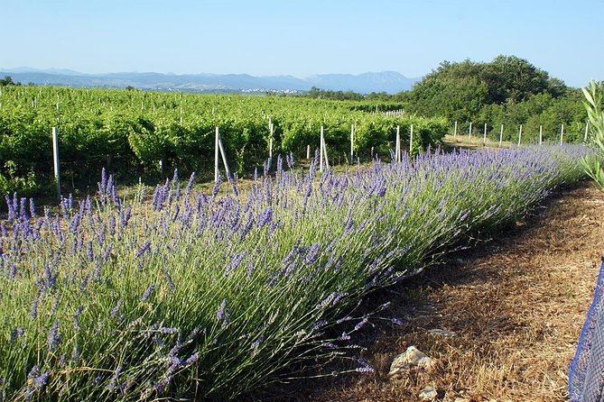 Wine Tour & Tasting (Herzegovina) - Key Points: