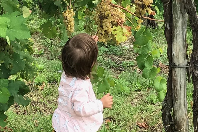 Wine Tour whit wine tasting - Key Points