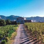 Wine tour with wine tasting - A Deep Dive into the Etna Vineyard Experience
