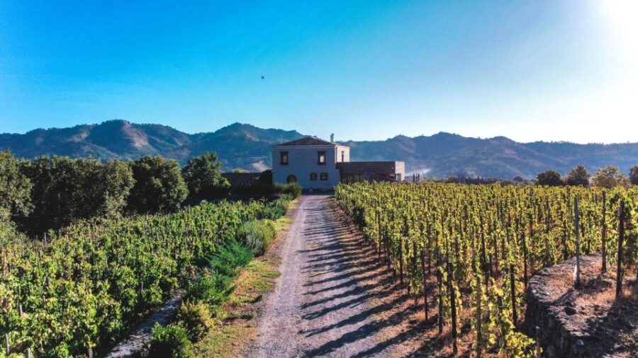 Wine tour with wine tasting - A Deep Dive into the Etna Vineyard Experience