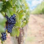 Winery and Pamukkale Sunset Tour - An Introduction to the Tour Experience