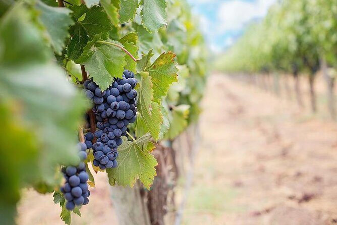 Winery and Pamukkale Sunset Tour - An Introduction to the Tour Experience