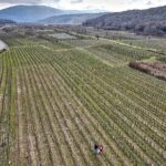 Winery Tour and Tasting with the Sommelier in KRK - The Wines and Food Pairings