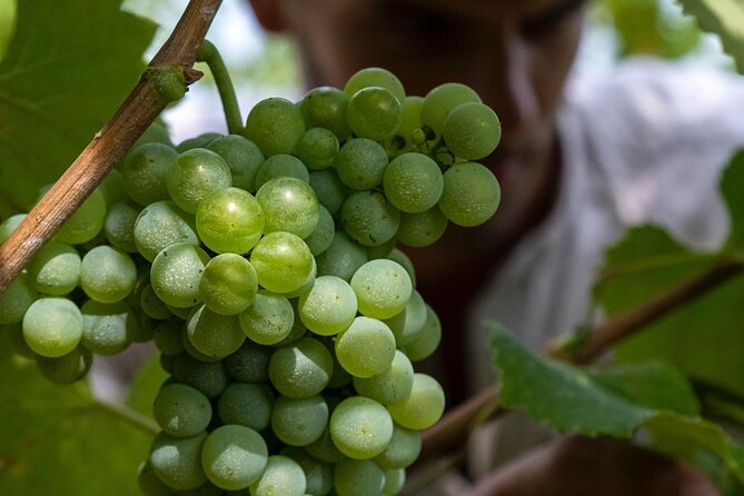 Winery Tour and tasting - Introduction