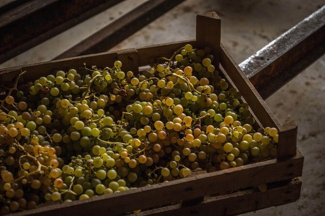 Winery Tour and Wine Tasting in Montepulciano d'Abruzzo - Practical Details