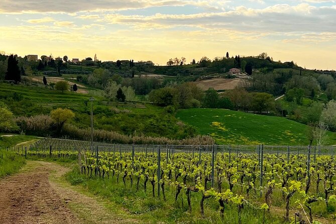 Winery Tour & Tasting in Pisa Countryside - Introduction