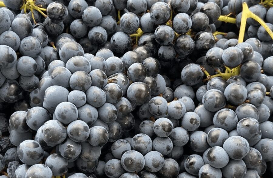 Winery Visit on Parma Hills & Wine Tasting with Food Platter - The Itinerary: What You Can Expect