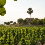 Winery Visit & Tasting near Grosseto with 6 wines - Exploring the Vineyards