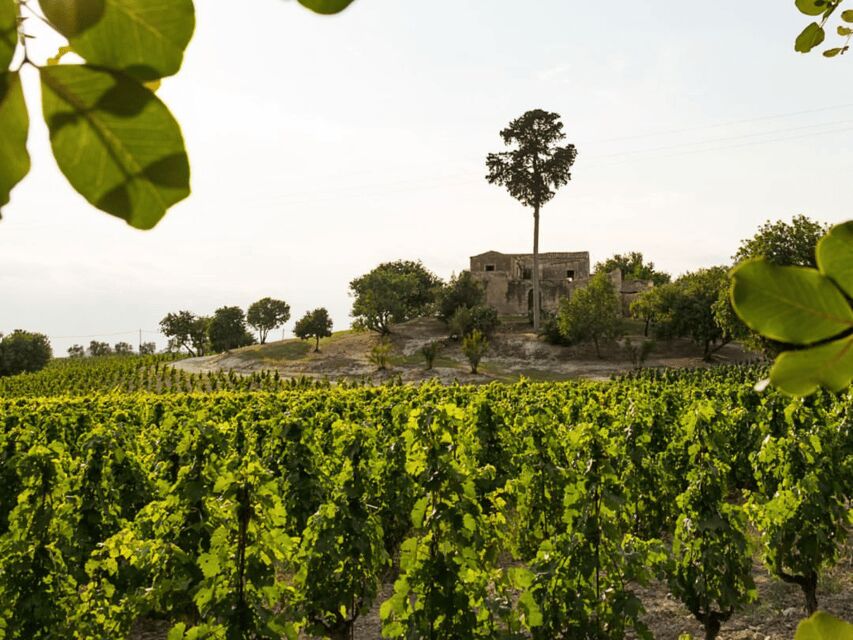 Winery Visit & Tasting near Grosseto with 6 wines - Exploring the Vineyards