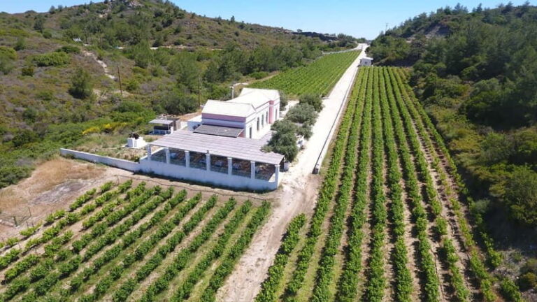 Wines of Rhodes: Traditional Wine Tasting in the vineyards - The Experience in Action