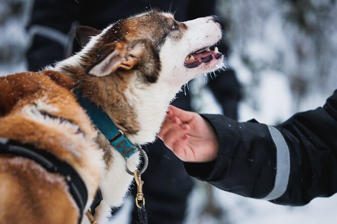 Winter highlights: Snowmobile, Arctic Animals And Santa`s Village - Key Points
