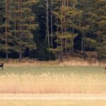 Wolf and Wildlife Tracking in Sweden - Equipment and Comfort
