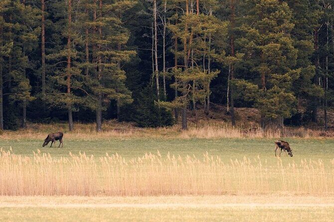 Wolf and Wildlife Tracking in Sweden - Equipment and Comfort