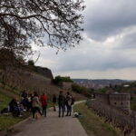 Wuerzburg: Vineyard rally with wine tasting and group dynamics - The Quality and Value of the Tour