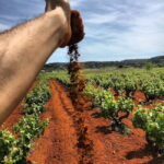 Xalo: Vineyard Tour with Wine Tasting and Snacks - Practical Details & Tips